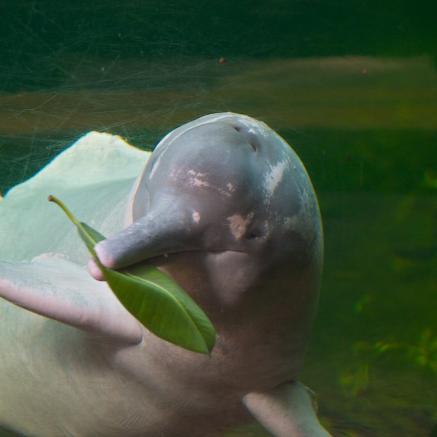 Delfines rosados: Explora en el Amazonas - Parque Explora | Lyssna här ...